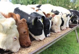 Cattle Feed Pellet Making Guide-Everything You Need to Know